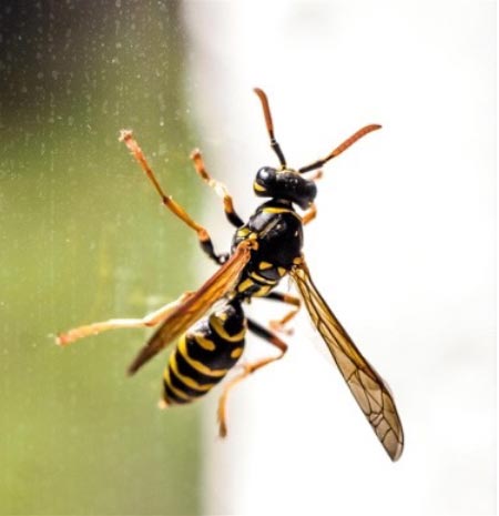 Safety Tip of the Week – Flying Stinging Insects – Safety Matters Weekly