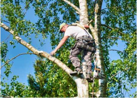 Safety Tip of the Week – Tree Work and Pruning Operations – Safety ...